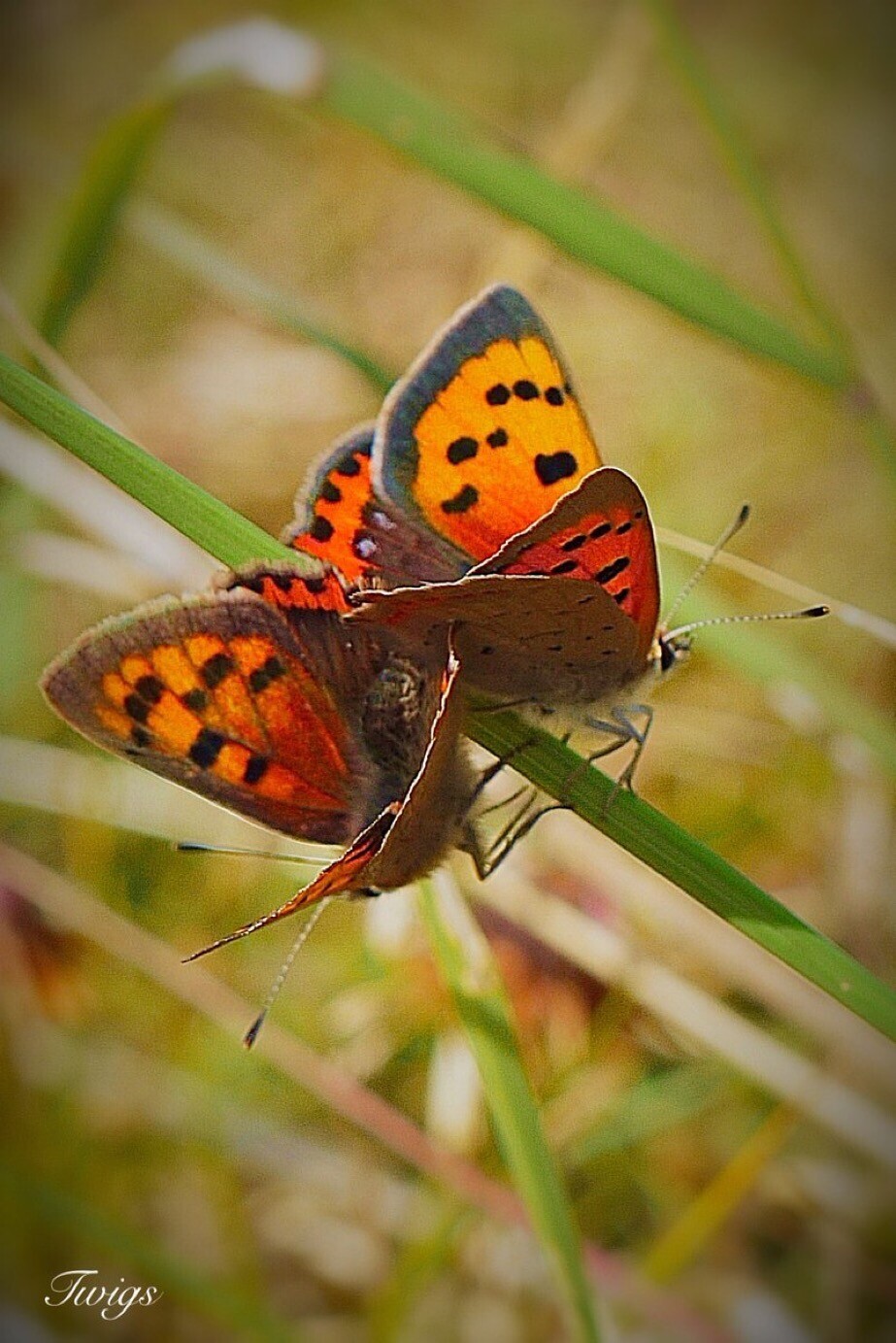 Marcus Rhodes (@MarcusRhodes@ecoevo.social) - ecoevo.social